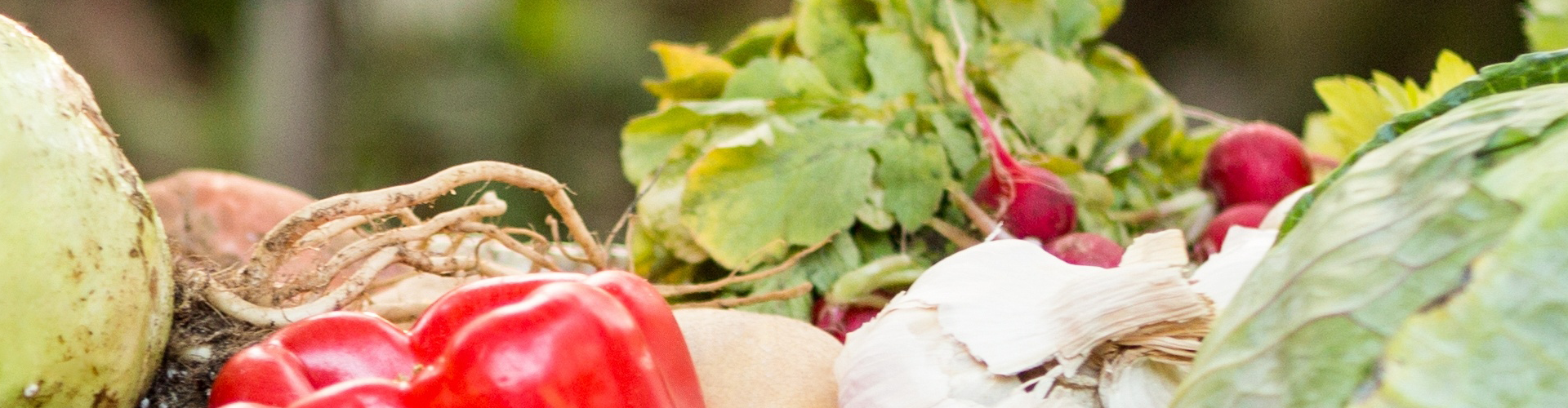 Georgia Garden Fruits, Herbs, and Vegetables